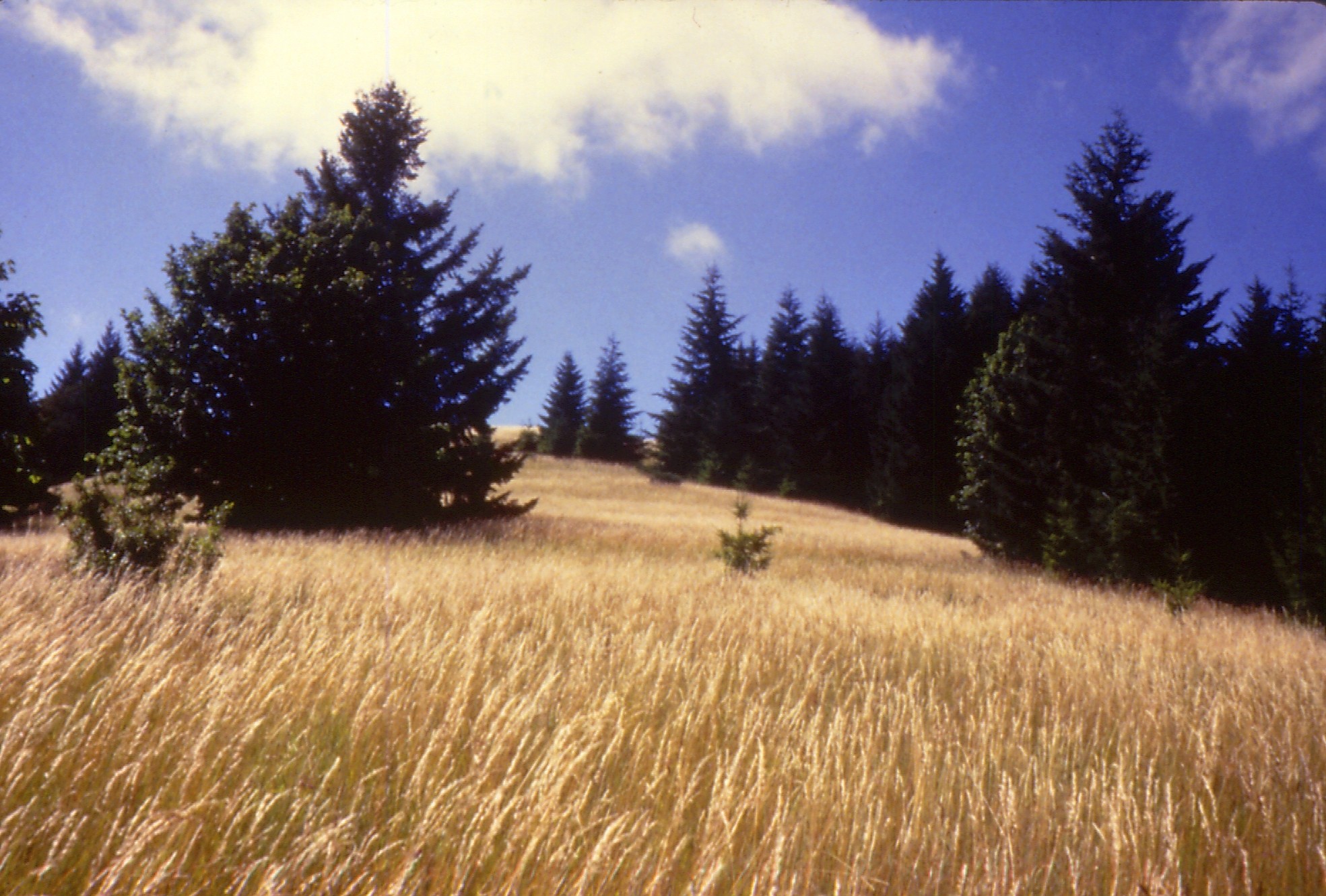 Beazell Memorial Forest & Education Center - Benton County, Oregon ...