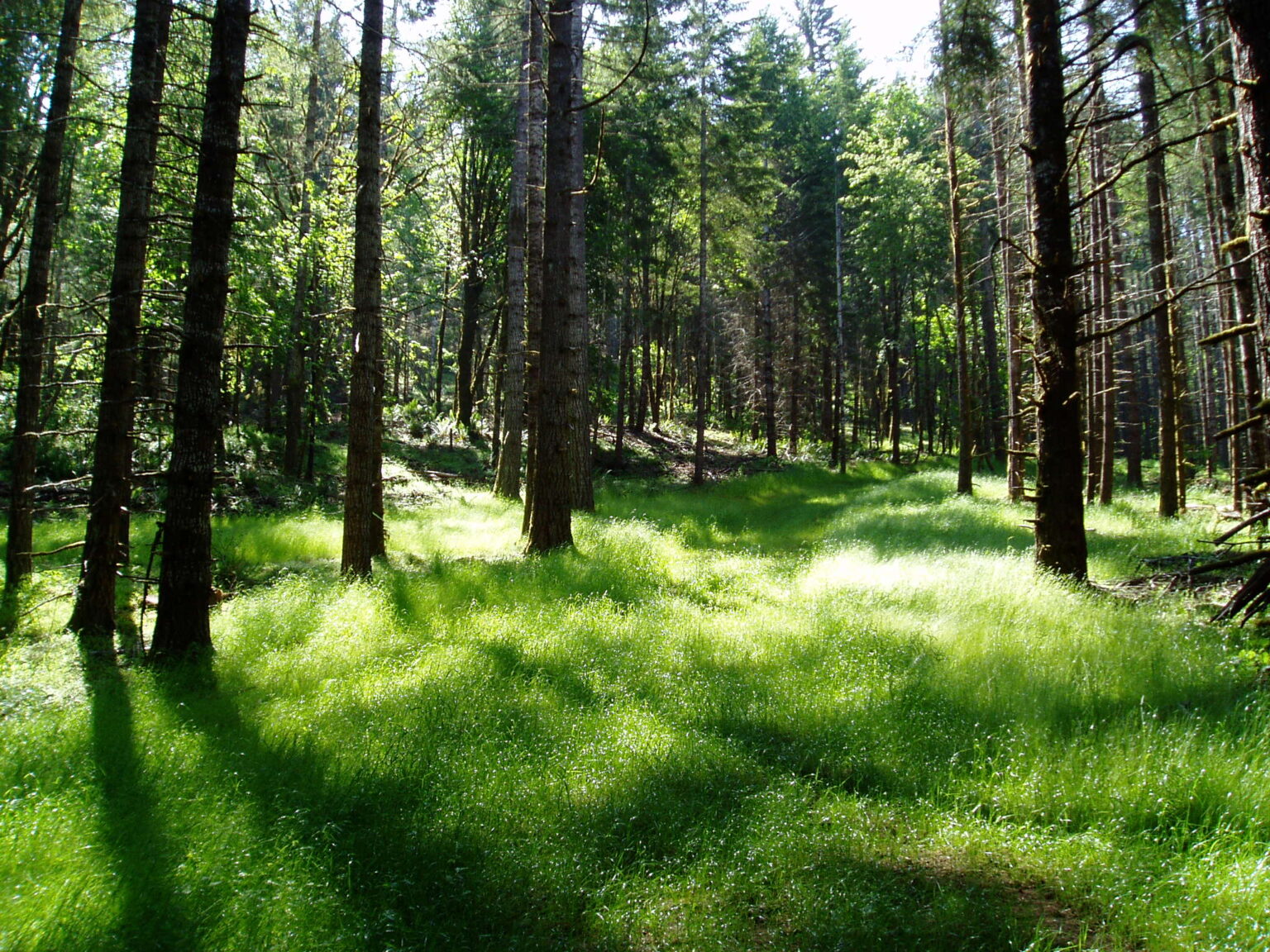 Beazell Memorial Forest & Education Center - Benton County, Oregon ...